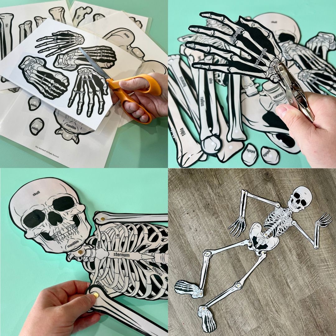 FULL SIZE (child) Cut-out Connectable Anatomy Skeleton W/ Bone Names - Etsy