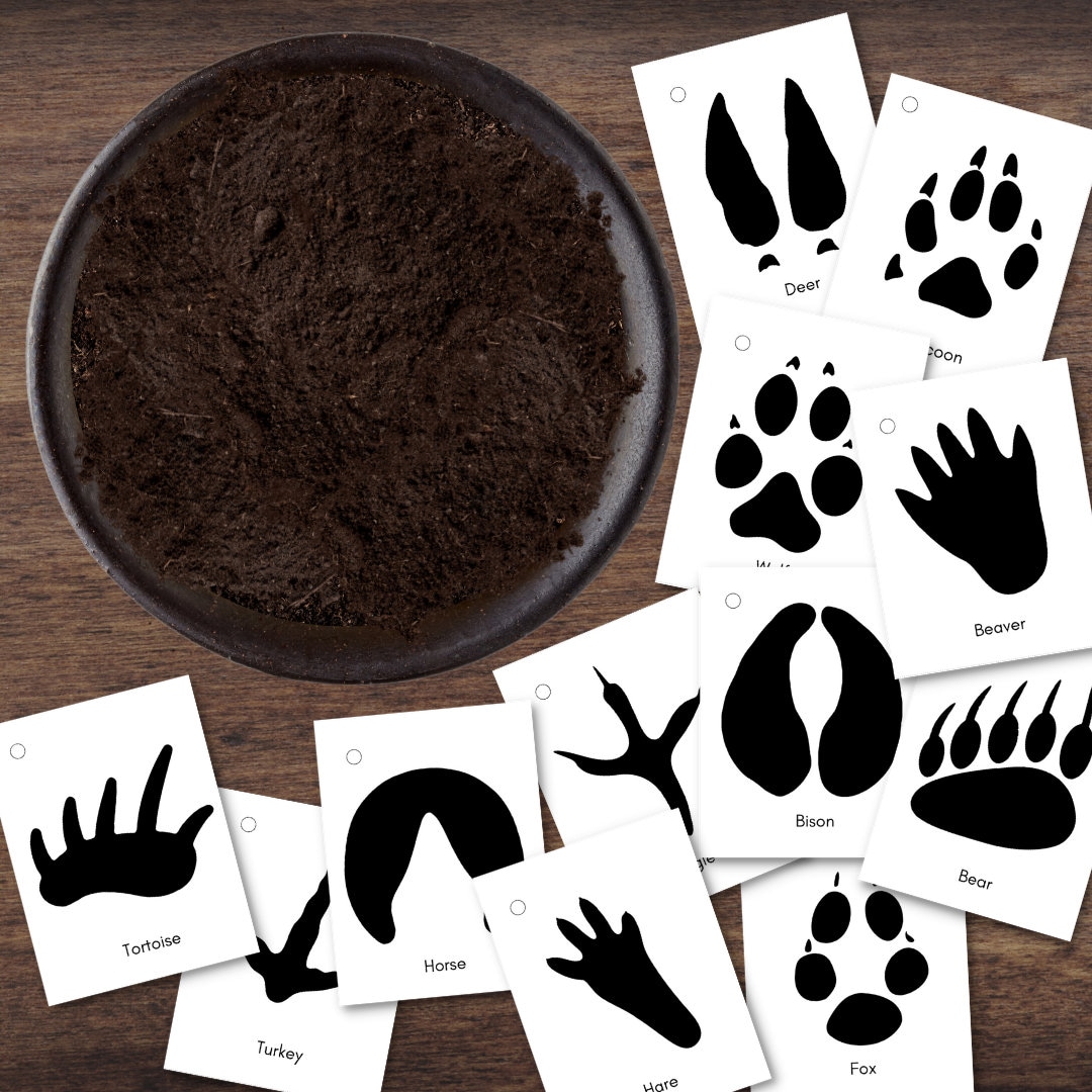 North American Native Animal Tracking Tracks Activity Footprint ...