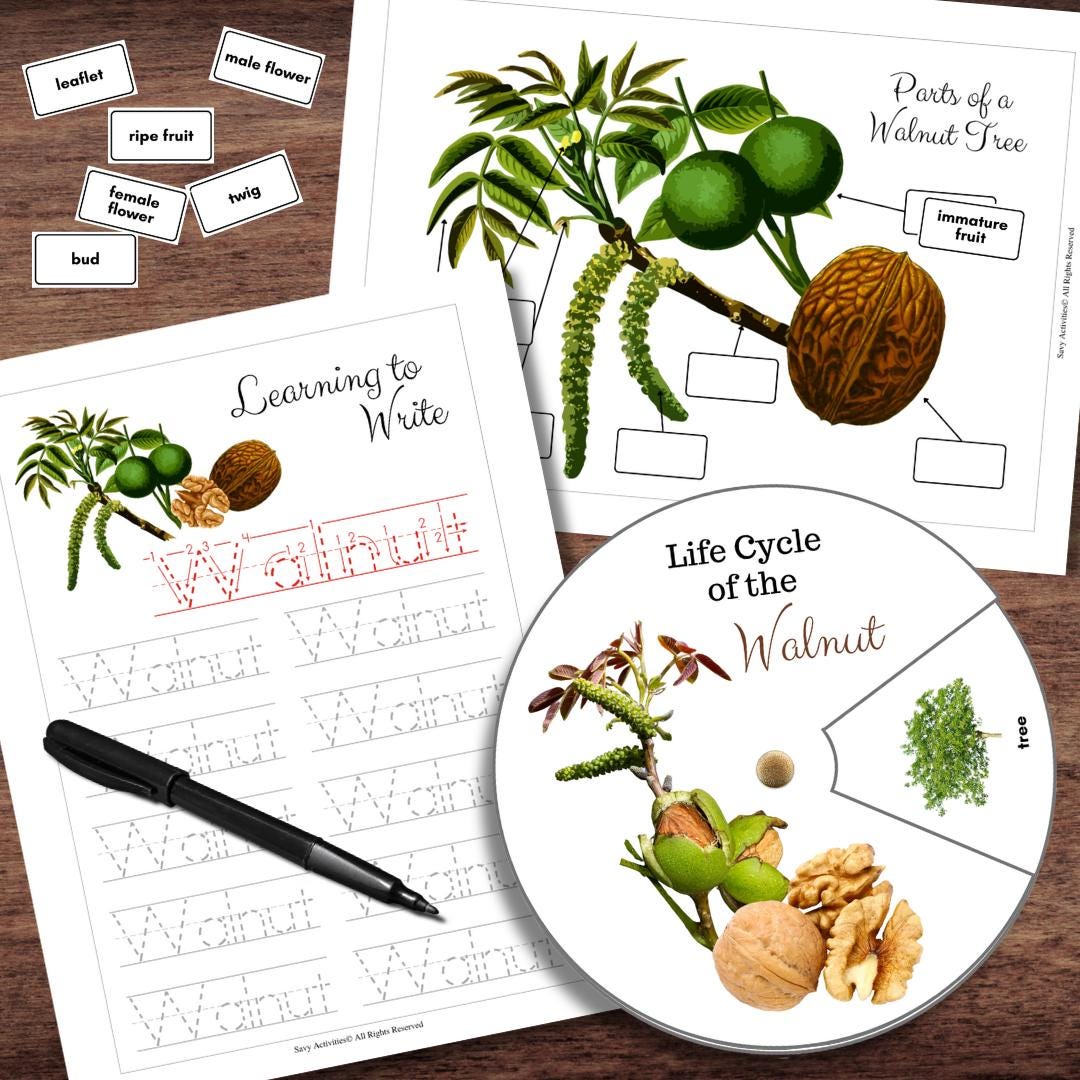 Montessori-inspired WALNUT Tree Plant Fruit | Life Cycle, Anatomy ...