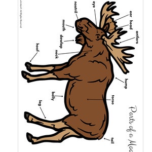 Montessori MOOSE Anatomy Felt Puzzle Pattern, Instructions, Color ...