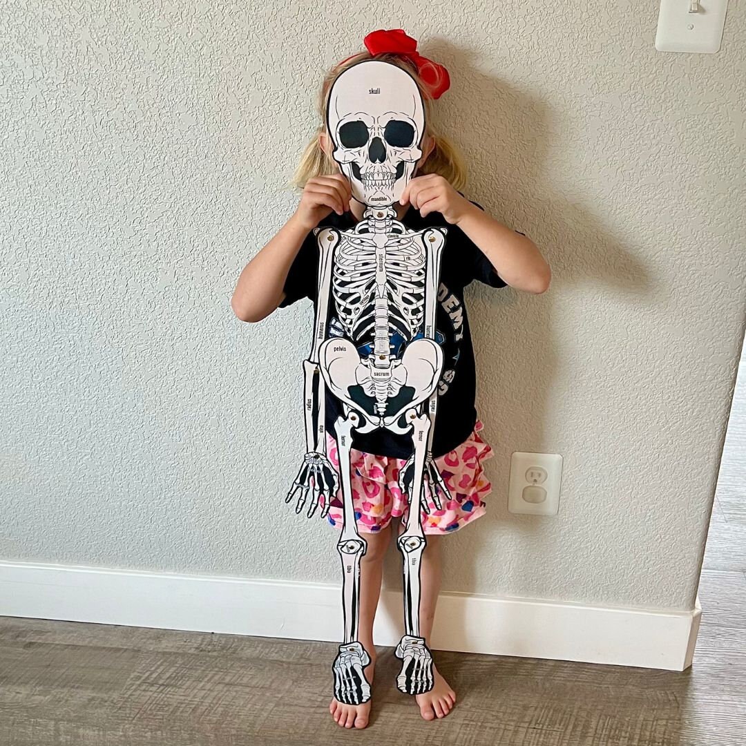 FULL SIZE (child) Cut-out Connectable Anatomy Skeleton W/ Bone Names - Etsy