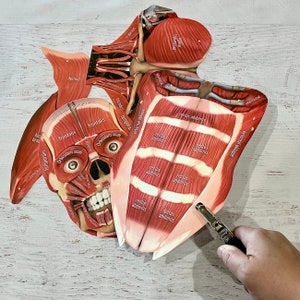 FULL SIZE (child) Cut-out Connectable Anatomy Muscular System W ...