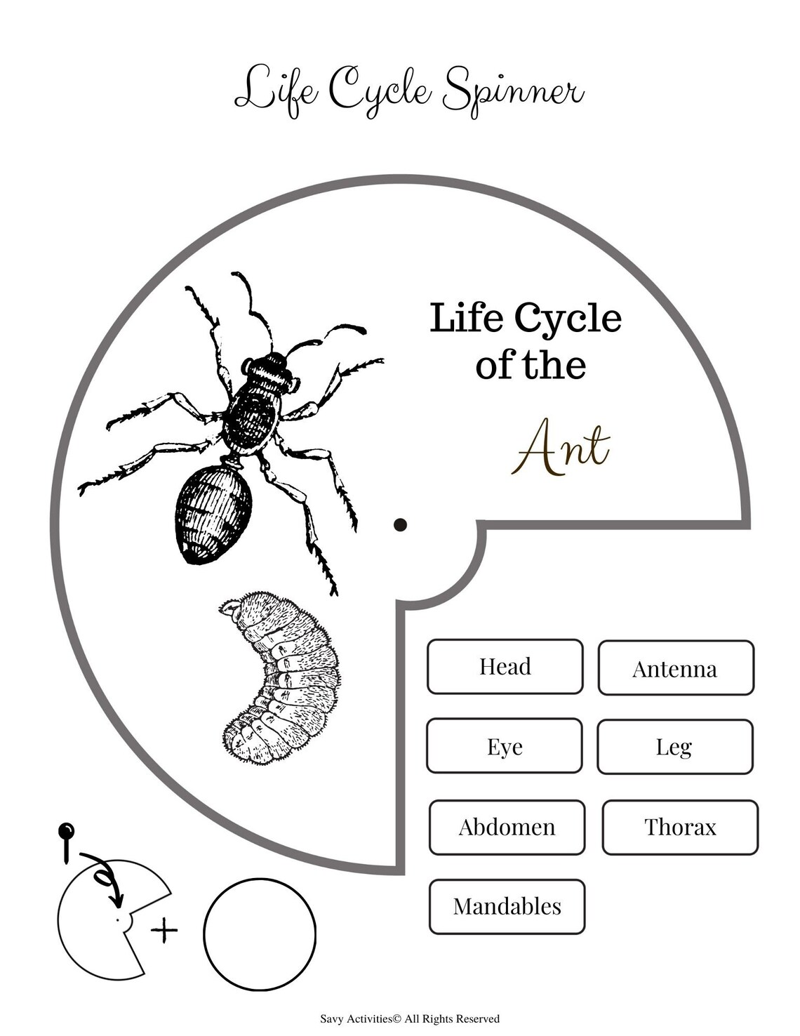 Montessori Inspired ANT Ants Mini Unit Study Bundle Counting, Life ...