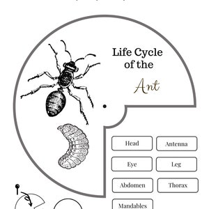 Montessori Inspired ANT Ants Mini Unit Study Bundle Counting, Life ...