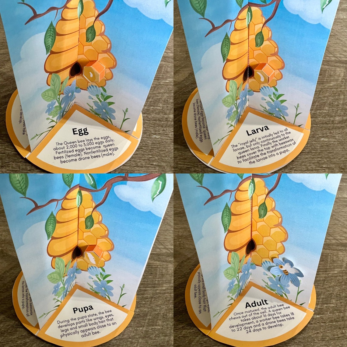 3D BEE Life Cycle Model - Full Color W/descriptions & 3-part Photo ...
