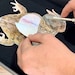 2D Paper FROG Dissection ANATOMY Activity Muscular, Skeletal & Organs ...