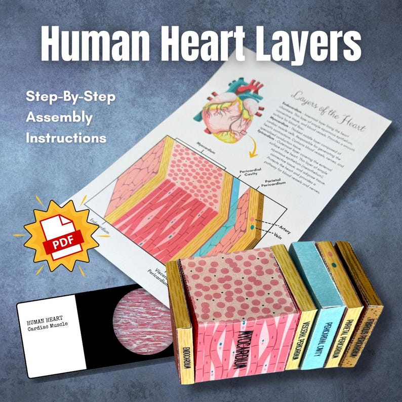 Anatomy HUMAN HEART - Layers of the Heart Wall Puzzle - Full Color ...