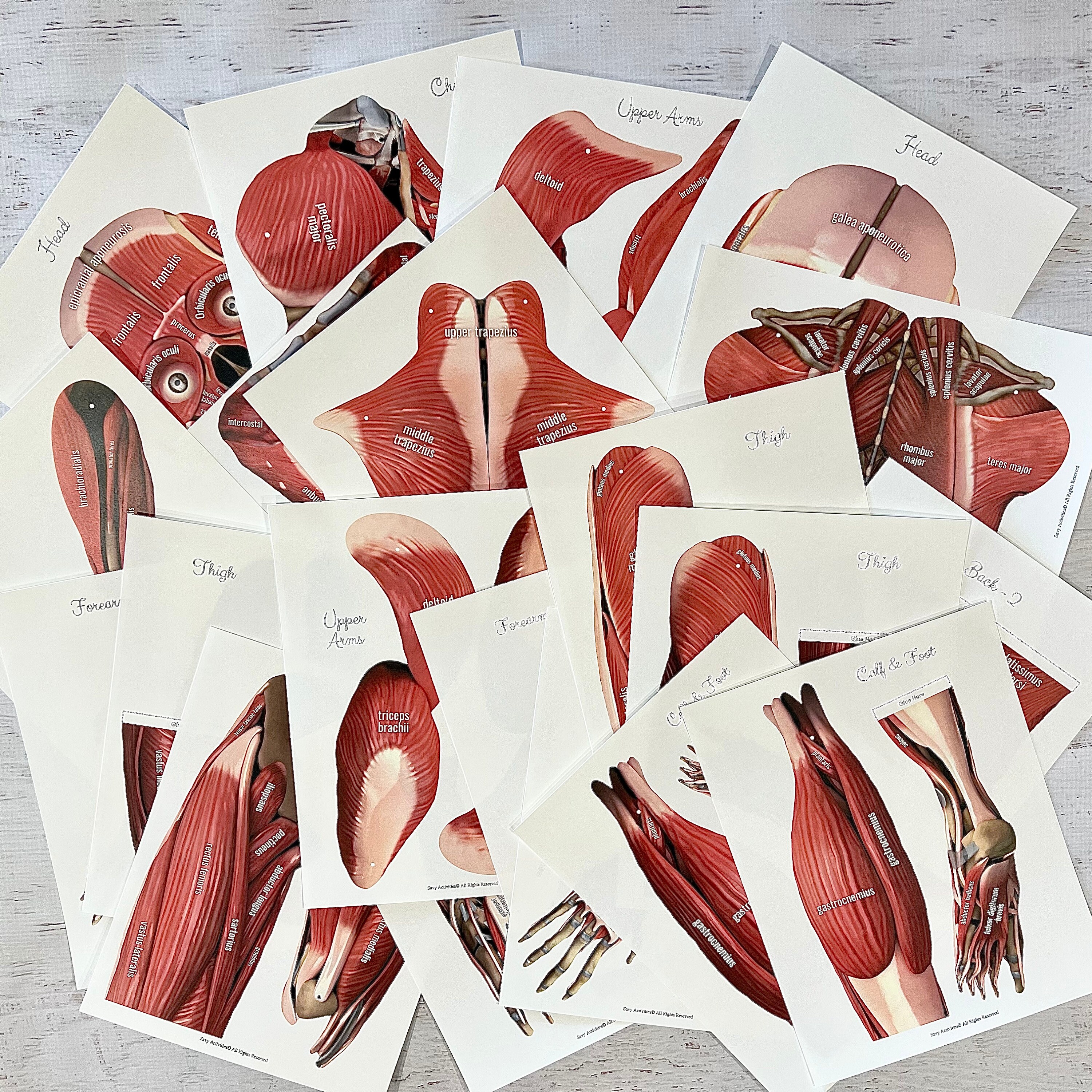 FULL SIZE (child) Cut-out Connectable Anatomy Muscular System W ...