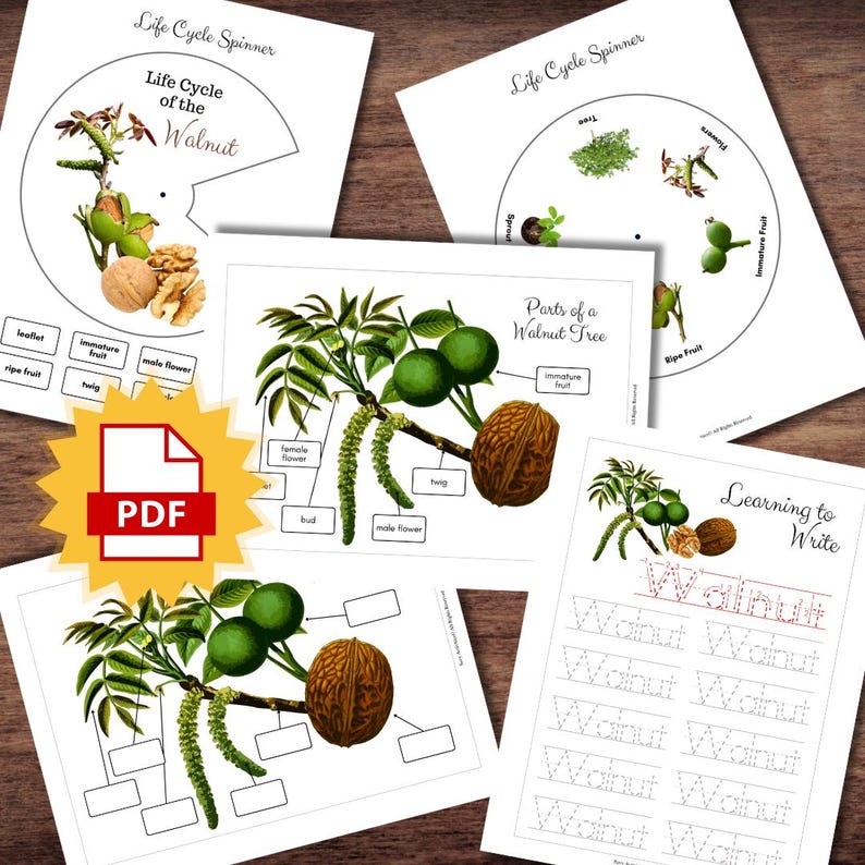 Montessori-inspired WALNUT Tree Plant Fruit | Life Cycle, Anatomy ...