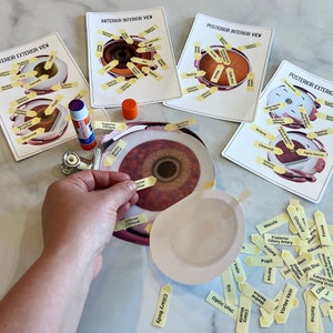 HUMAN Anatomy EYE Model - Anatomically Correct 2D Dissection Labeling ...