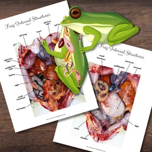 2D Paper FROG Dissection ANATOMY Activity Muscular, Skeletal & Organs ...