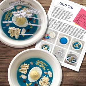 Anatomy & Physiology Animal Eukaryote CELL Activity Bundle | Matching ...