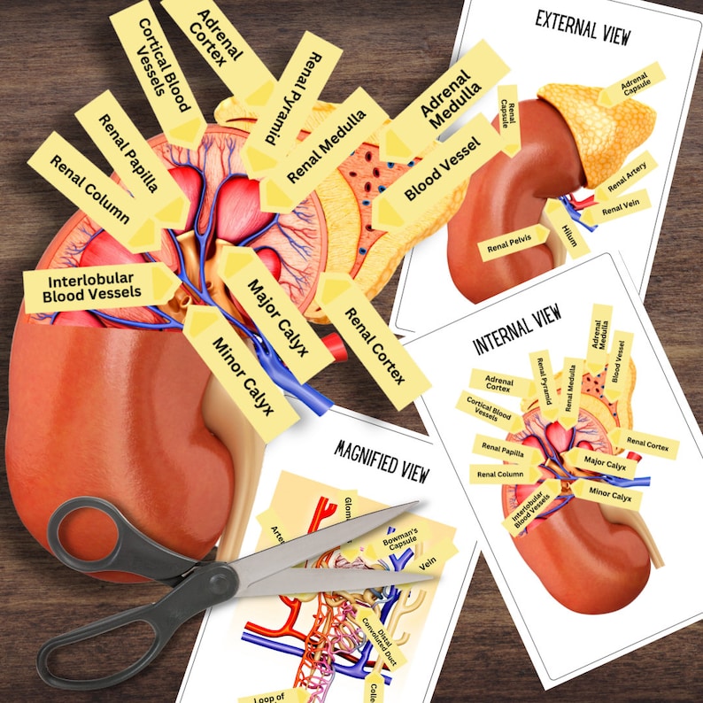 Anatomy HUMAN KIDNEY - Full Color Anatomically Correct 2D Dissection ...