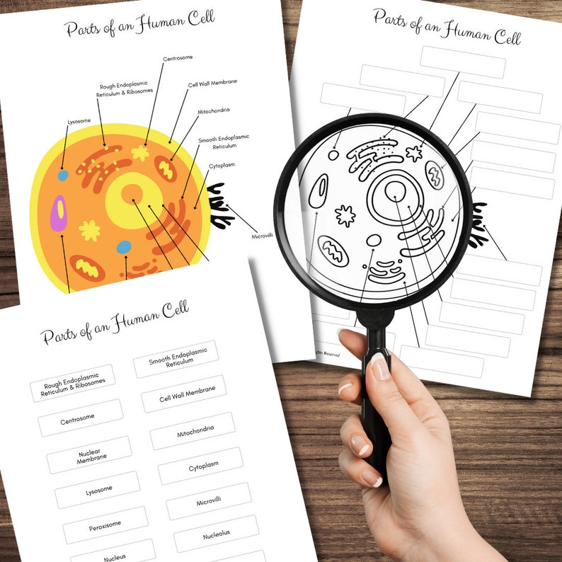 Anatomy & Physiology Animal Eukaryote CELL Activity Bundle - Etsy