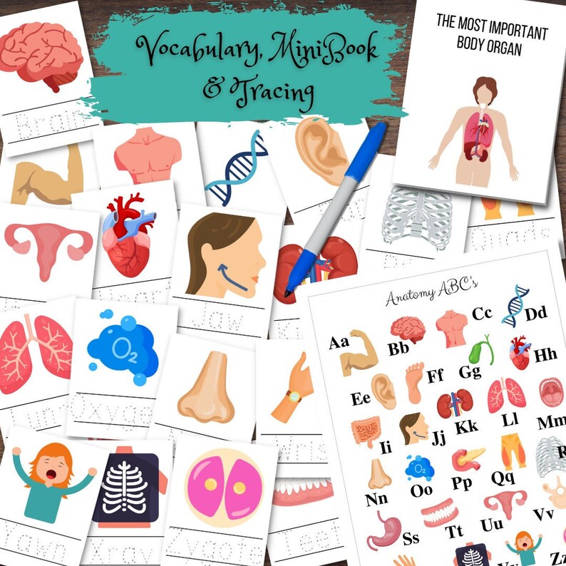 Human Anatomy Vocabulary Alphabet Abcs Tracing & Body - Etsy