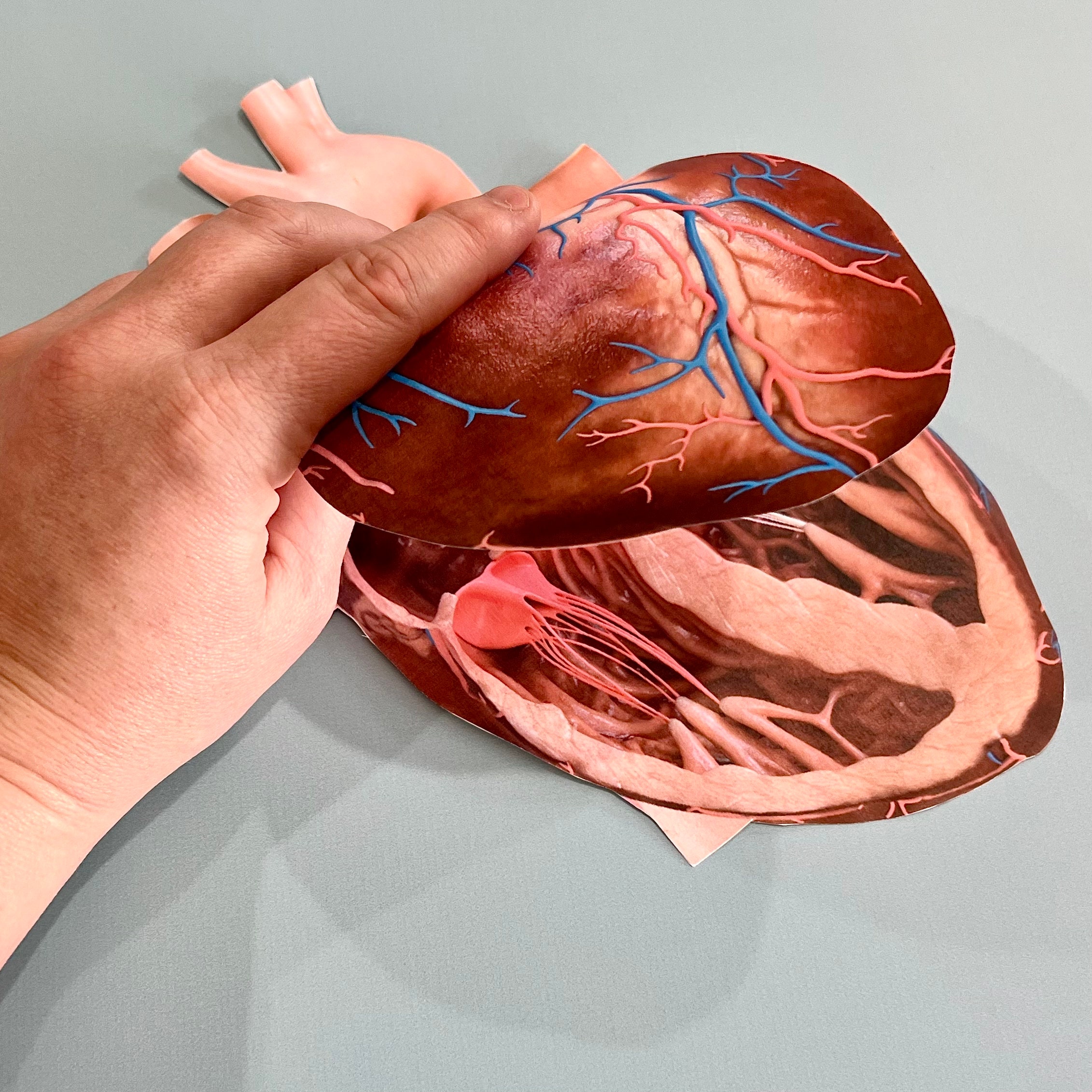 Anatomy HUMAN HEART - Full Color Anatomically Correct 2D Dissection ...