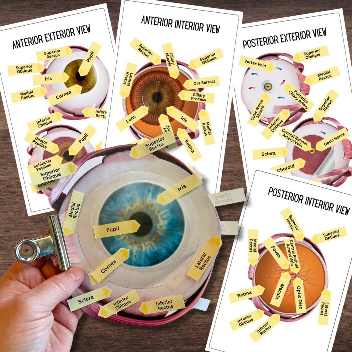 HUMAN Anatomy EYE Model - Anatomically Correct 2D Dissection Labeling ...