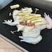 2D Paper FROG Dissection ANATOMY Activity Muscular, Skeletal & Organs ...