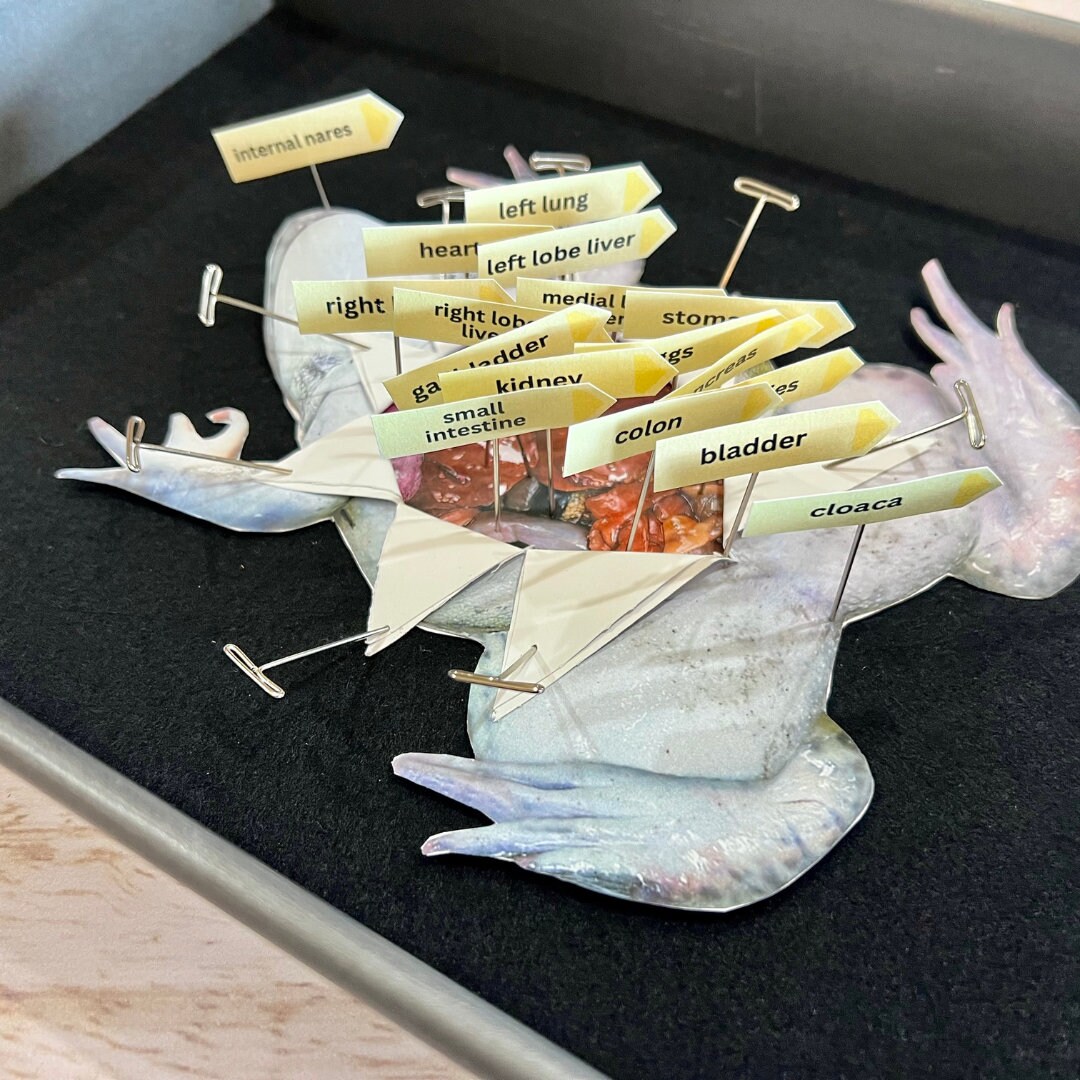 2D Paper FROG Dissection ANATOMY Activity Muscular Skeletal & - Etsy ...
