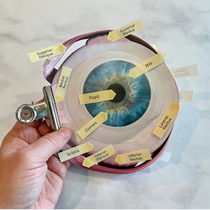 HUMAN Anatomy EYE Model - Anatomically Correct 2D Dissection Labeling ...