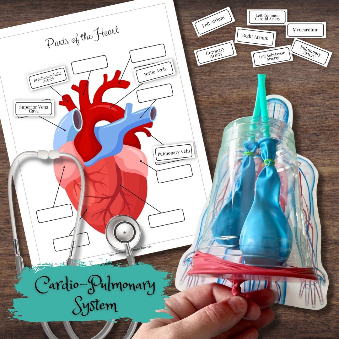 Human ANATOMY Cardiopulmonary / Circulatory System (heart, Lungs ...