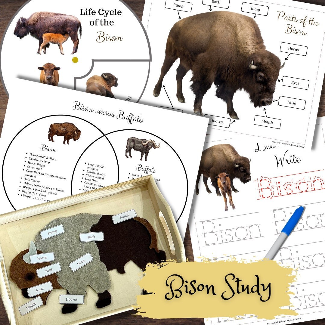 Montessori-inspired Bison Buffalo Life Cycle Comparison Anatomy Tracing ...