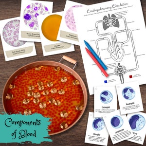 Human ANATOMY Cardiopulmonary / Circulatory System (heart, Lungs ...