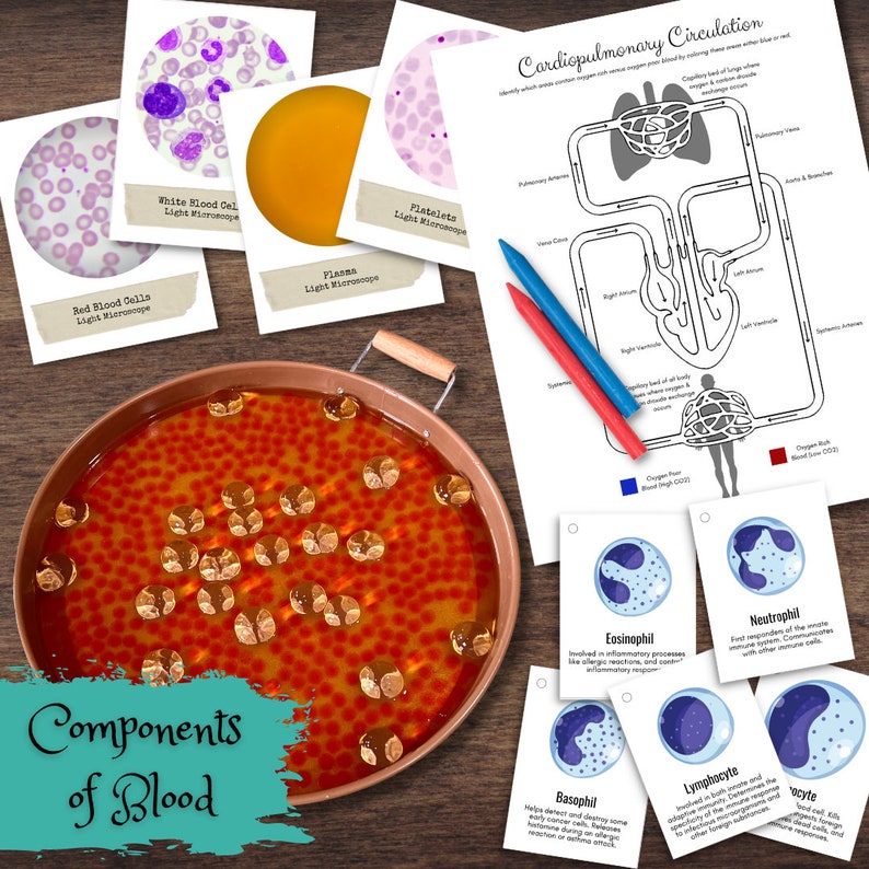 Human ANATOMY Cardiopulmonary / Circulatory System (heart, Lungs ...