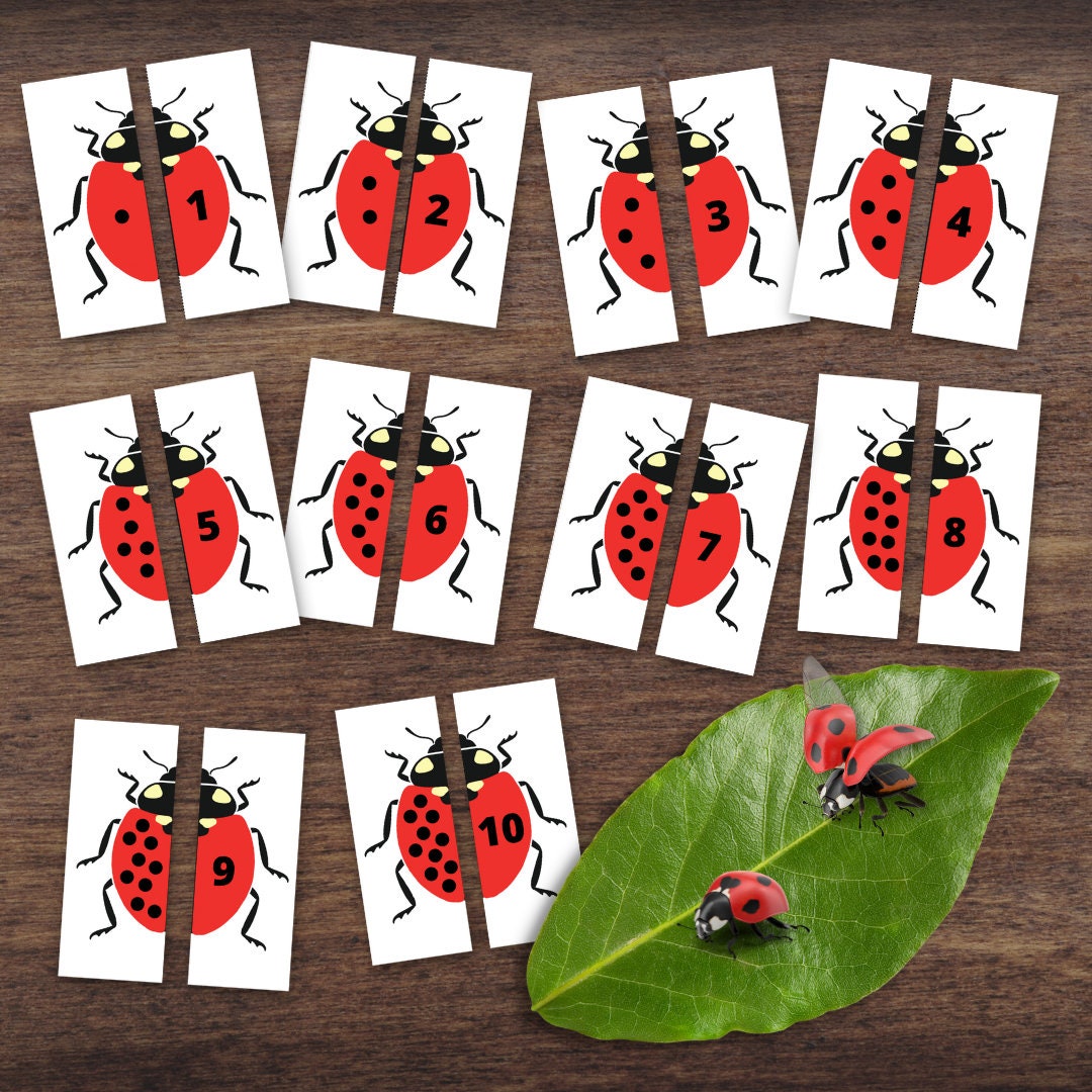 3D LADYBUG Life Cycle Model - Full Color W/descriptions & 3-part Photo ...