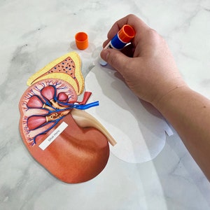 Anatomy HUMAN KIDNEY - Full Color Anatomically Correct 2D Dissection ...