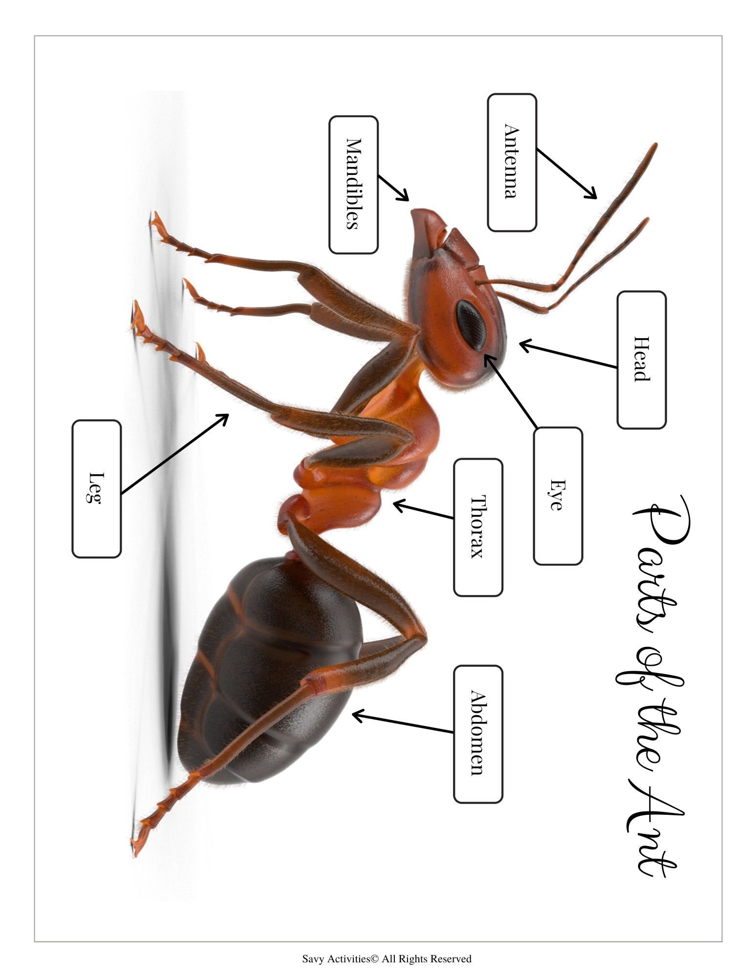 Montessori Inspired ANT Ants Mini Unit Study Bundle Counting, Life ...