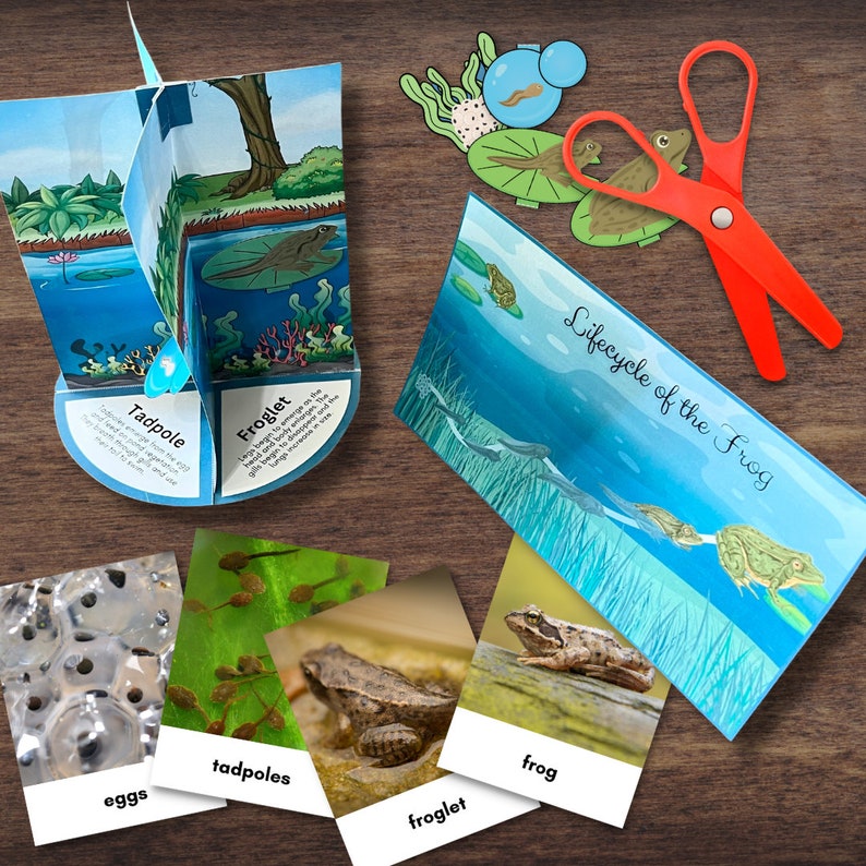 3D FROG Life Cycle Model Full Color W/descriptions & 3-part - Etsy