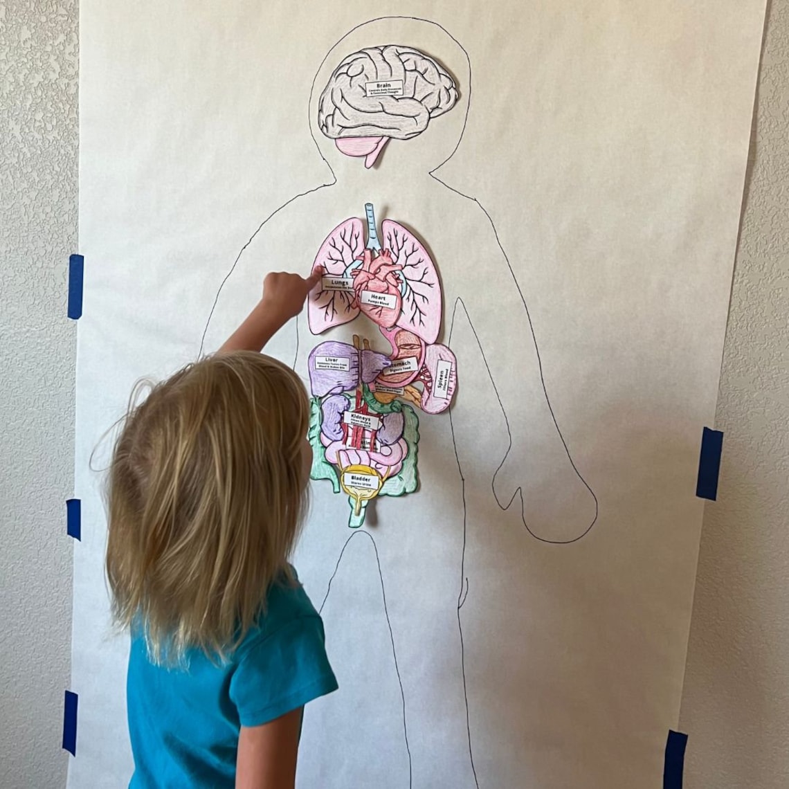 Human Body Systems Life-size Organ Tracing Coloring Matching - Etsy