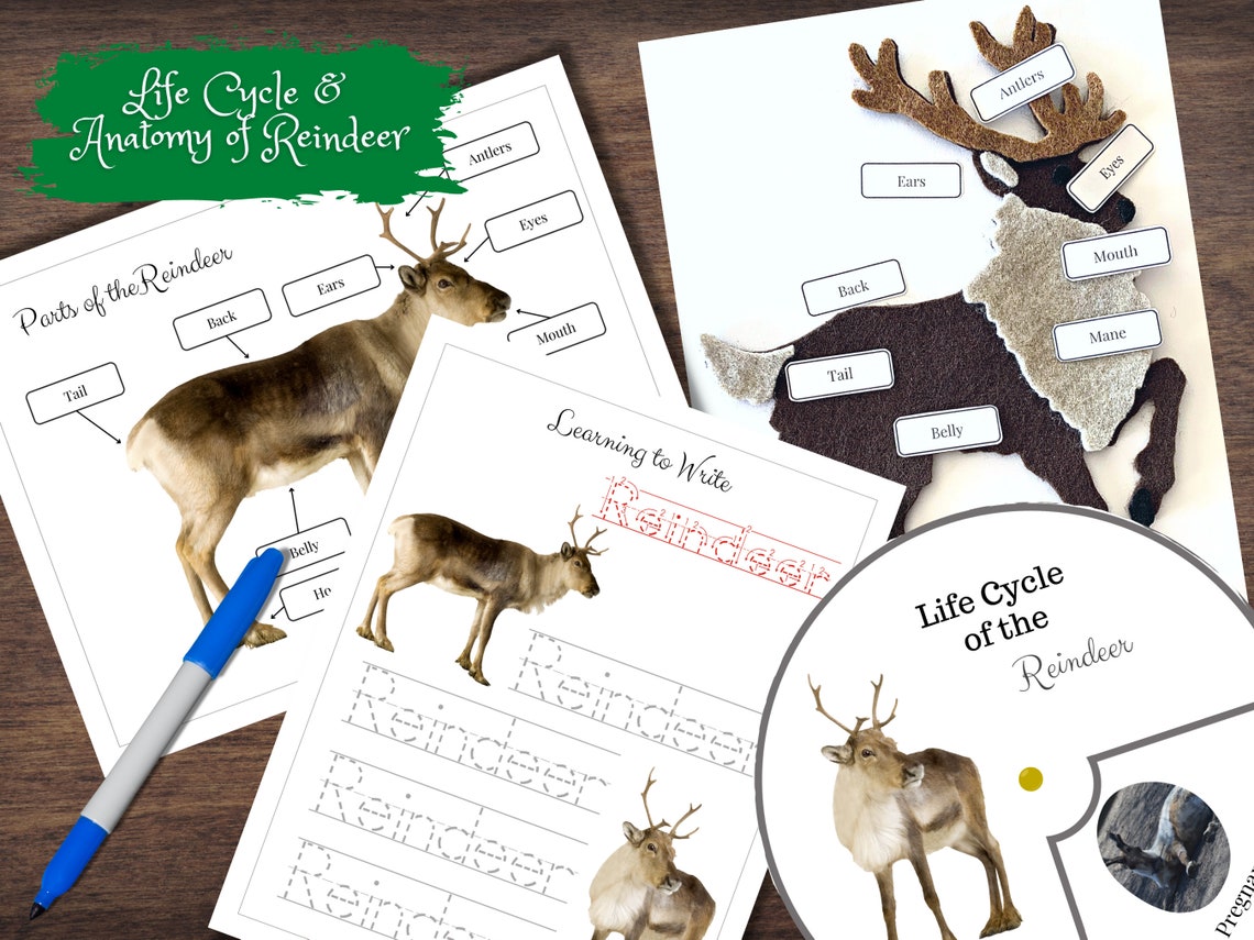 Montessori-inspired Reindeer Life Cycle Anatomy Tracing & Felt - Etsy