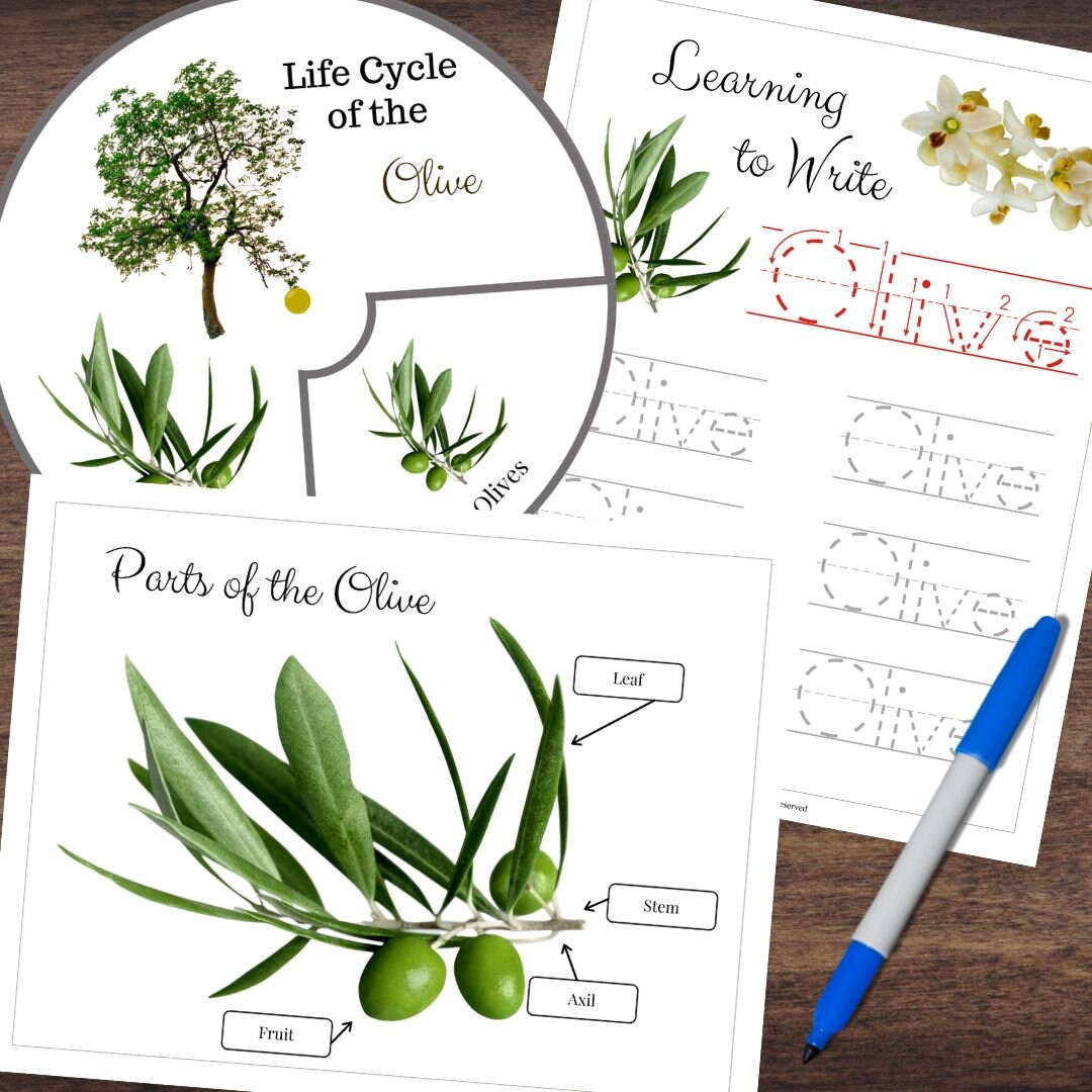 Montessori-inspired Olive Life Cycle, Anatomy, Tracing & Sensory ...