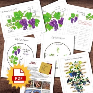 Montessori-inspired Grape Vine Life Cycle, Anatomy, Tracing & Varieties ...