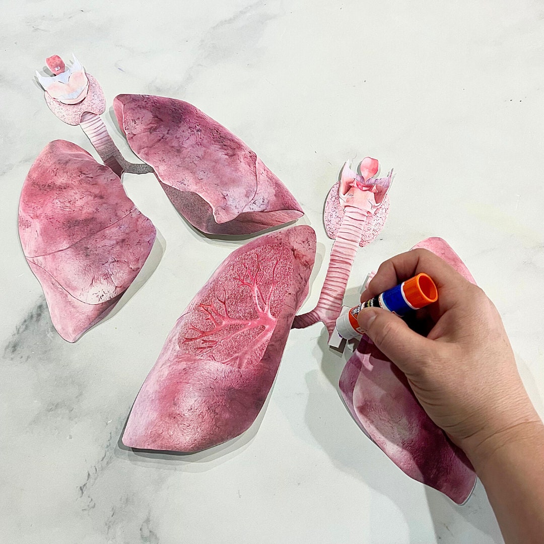 Anatomy HUMAN LUNG Respiratory System - Full Color Anatomically Correct ...