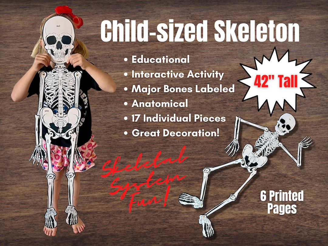 FULL SIZE (child) Cut-out Connectable Anatomy Skeleton W/ Bone Names - Etsy