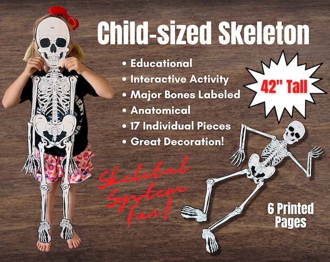 Anatomy HUMAN LUNG Respiratory System - Full Color Anatomically Correct ...