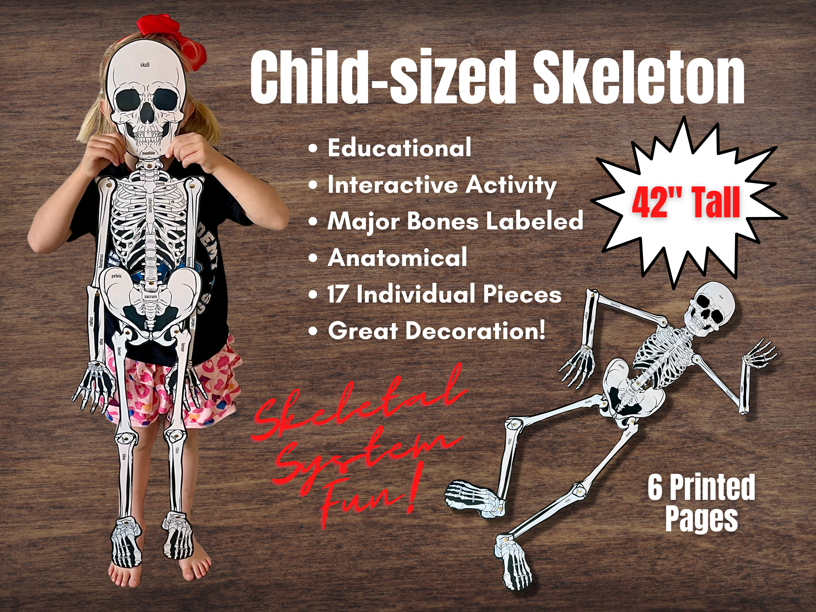 FULL SIZE child Cut-out Connectable Anatomy Skeleton W/ Bone - Etsy