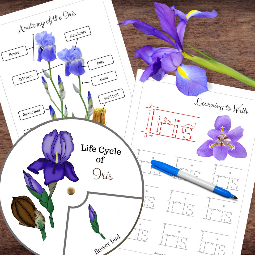 Montessori-inspired IRIS Plant Flower Life Cycle, Anatomy & Word ...