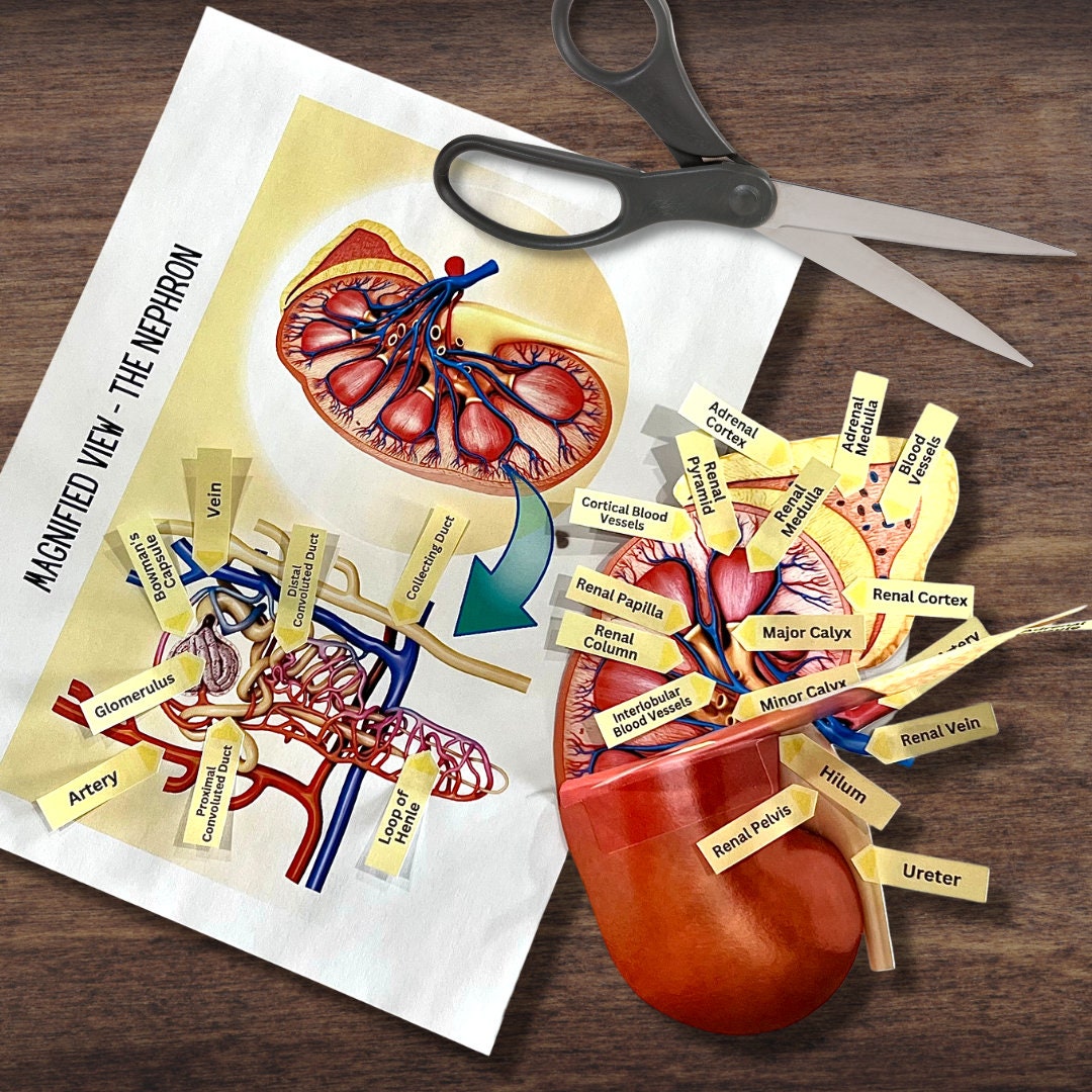 Anatomy HUMAN KIDNEY Full Color Anatomically Correct 2D Dissection ...