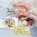 Anatomy HUMAN BRAIN - Full Color Anatomically Correct 2D Dissection ...