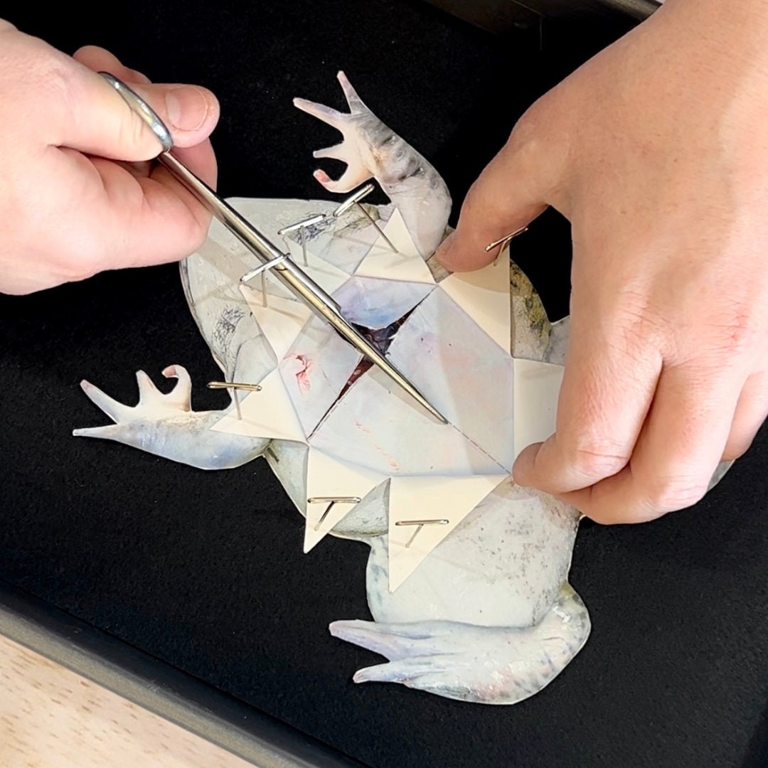 2D Paper FROG Dissection ANATOMY Activity Muscular, Skeletal & Organs ...