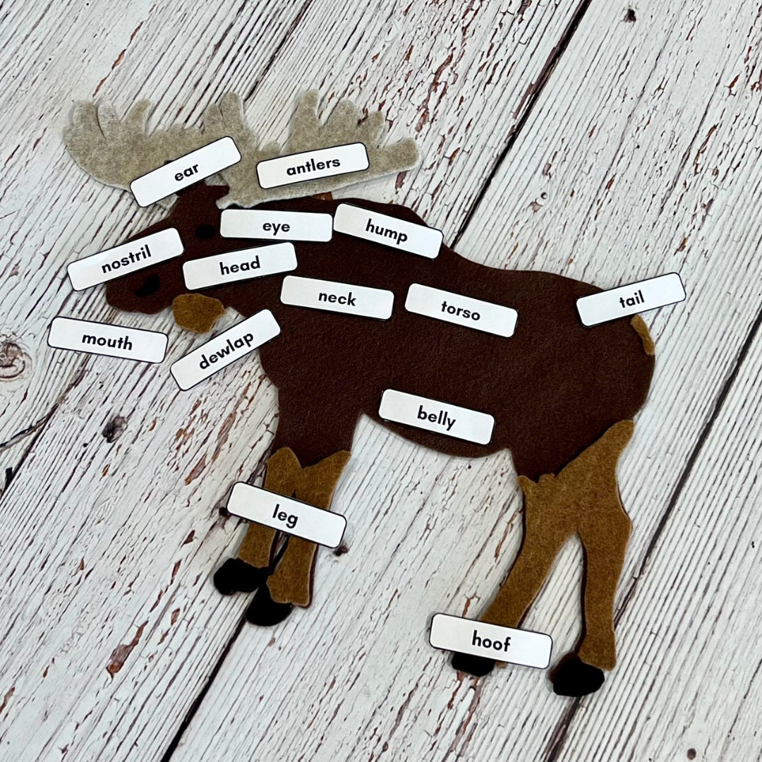 Montessori MOOSE Anatomy Felt Puzzle Pattern, Instructions, Color ...