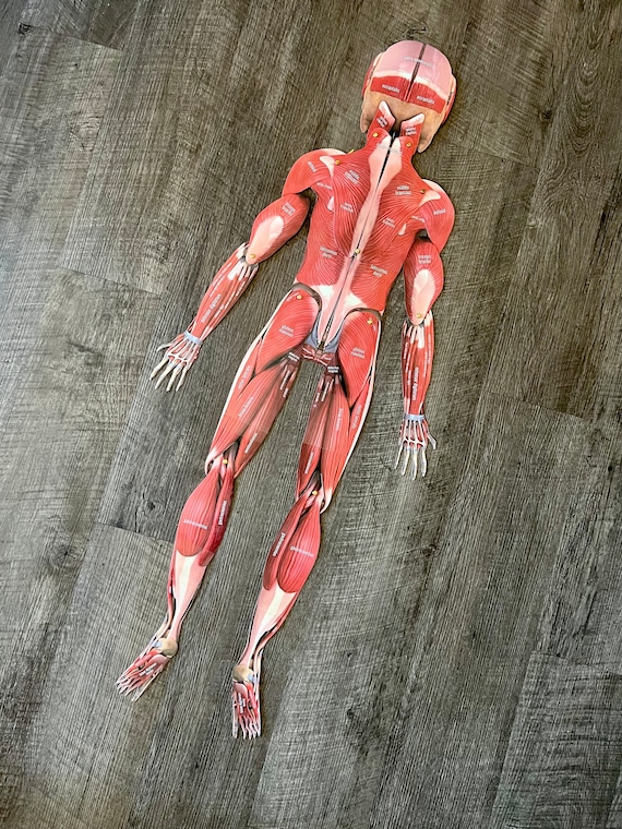 Muscles Du Corps Humain Pour Les Enfants Les Mouvements Corporels CP