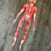 FULL SIZE (child) Cut-out Connectable Anatomy Muscular System W ...