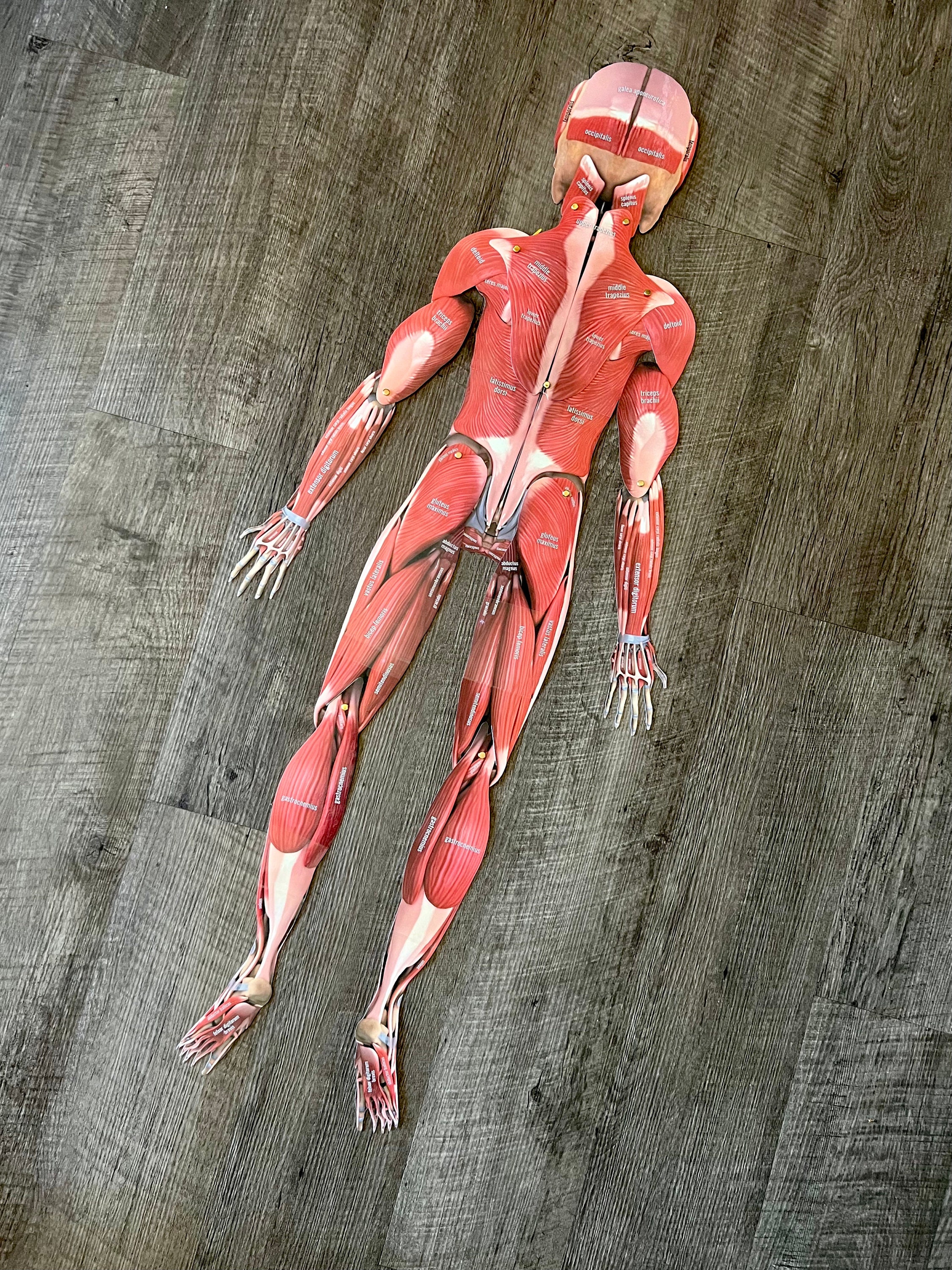 FULL SIZE (child) Cut-out Connectable Anatomy Muscular System W ...