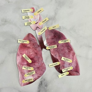 Anatomy HUMAN LUNG Respiratory System - Full Color Anatomically Correct ...