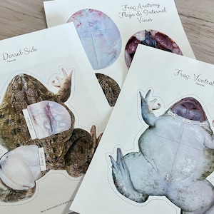 2D Paper FROG Dissection ANATOMY Activity Muscular, Skeletal & Organs ...